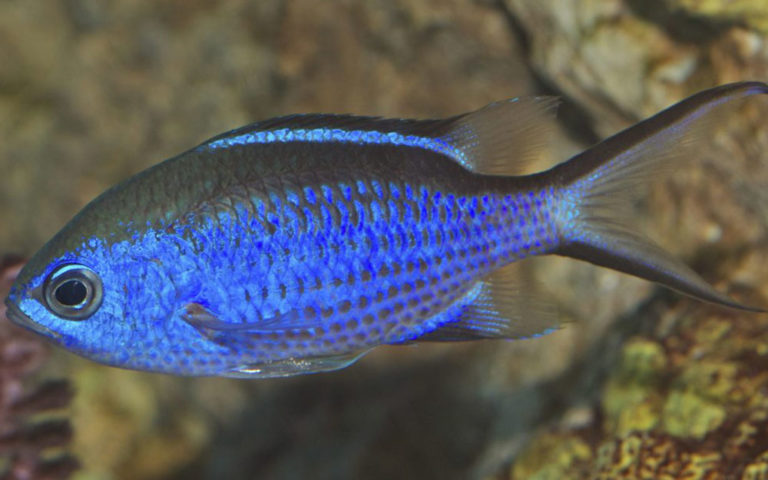 Saltwater Fish Aquariums in Ocala, Florida by Aquatic Reef Design