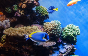 Aquatic Reef Design Ocala | Tanks & Service | Aquariums, Fish, Coral ...