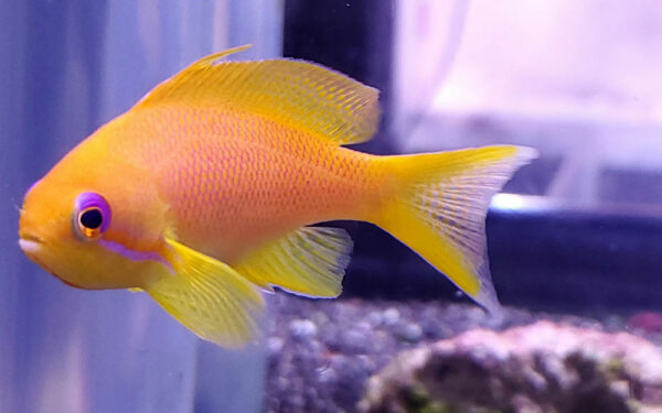 Saltwater Fish Aquariums in Ocala, Florida by Aquatic Reef Design