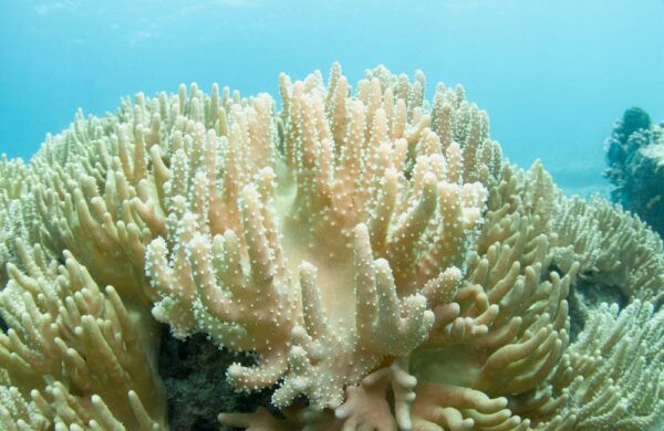 Coral Aquariums by Aquatic Reef Design in Ocala, Florida