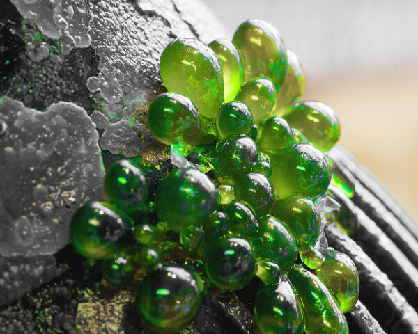 Green Bubble Algae - Aquatic Reef Design Ocala