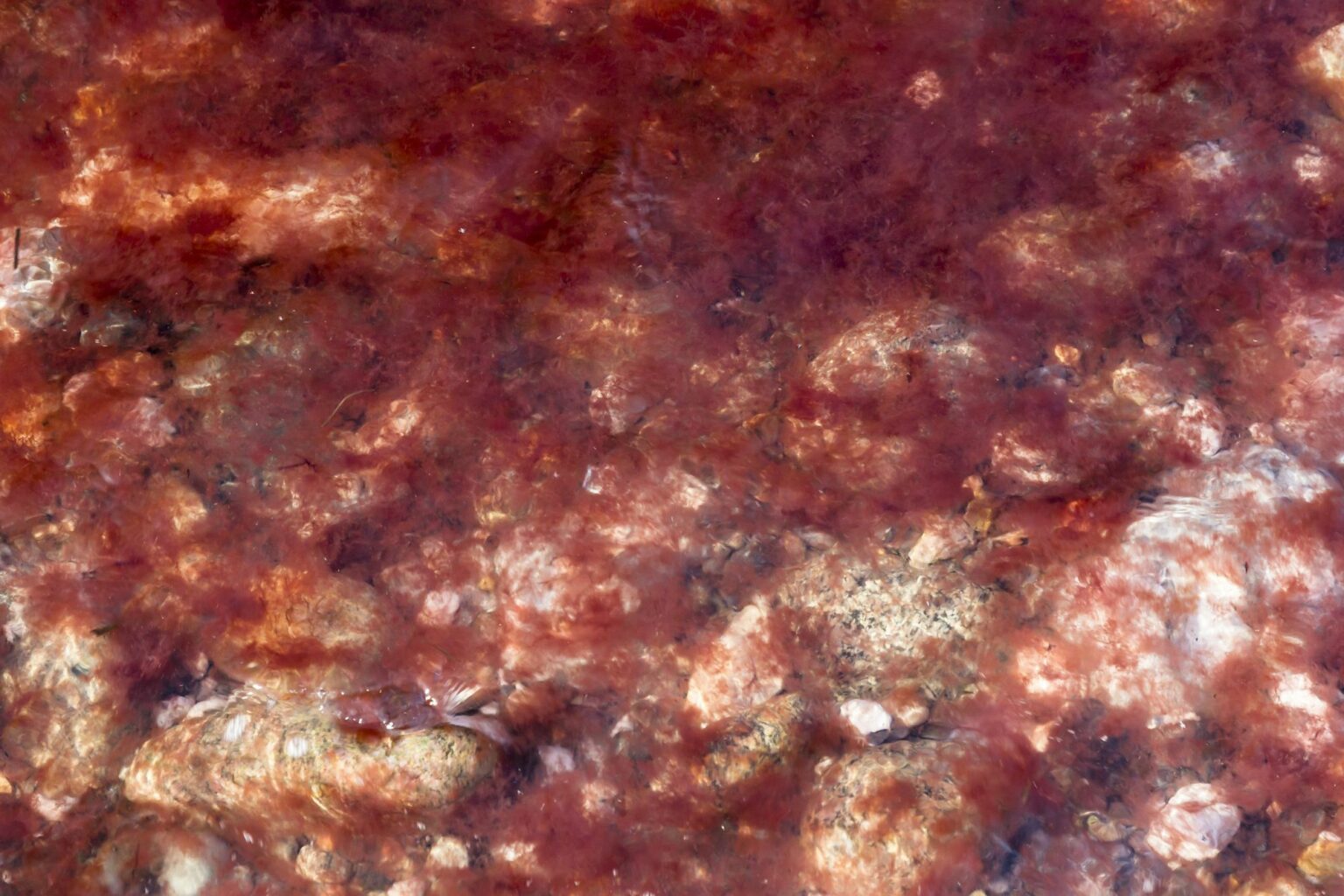 Red Slime Algae - Aquatic Reef Design Ocala