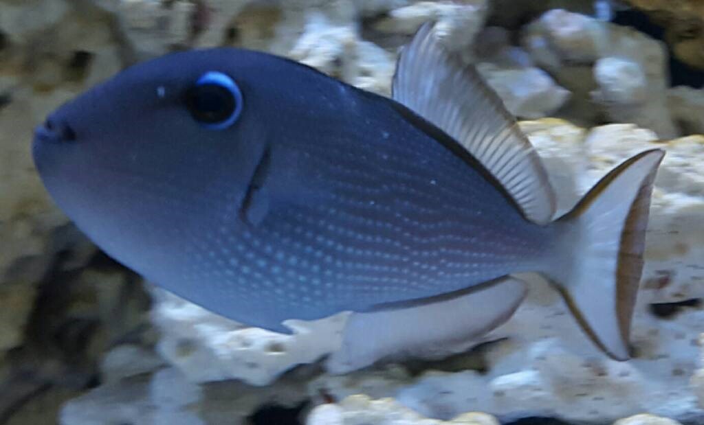Saltwater Fish Diseases - Aquatic Reef Design Ocala