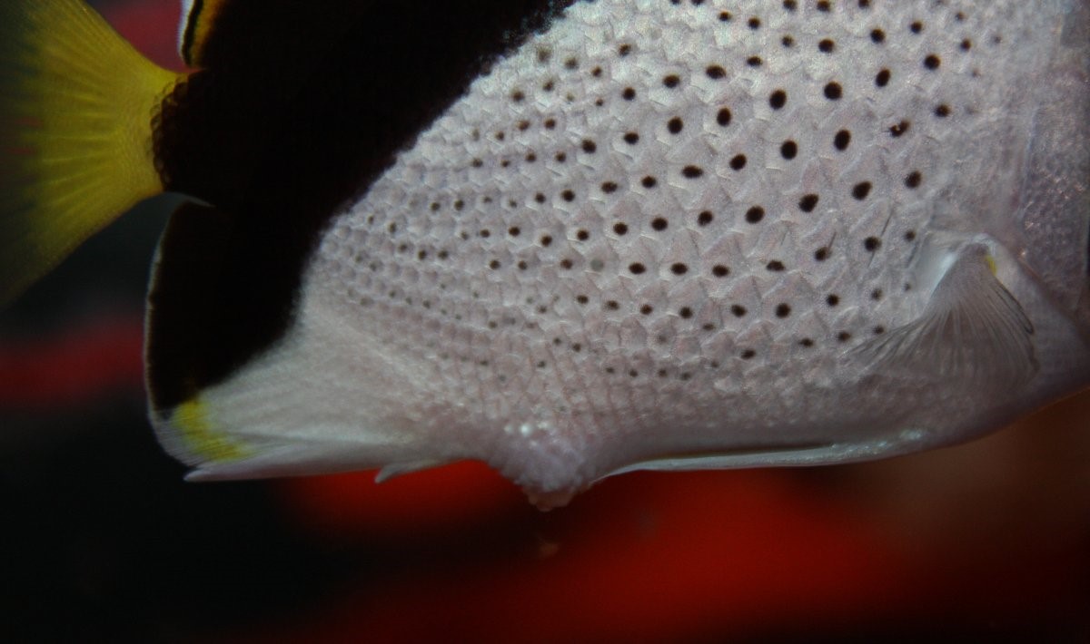 Saltwater Fish Diseases - Aquatic Reef Design Ocala